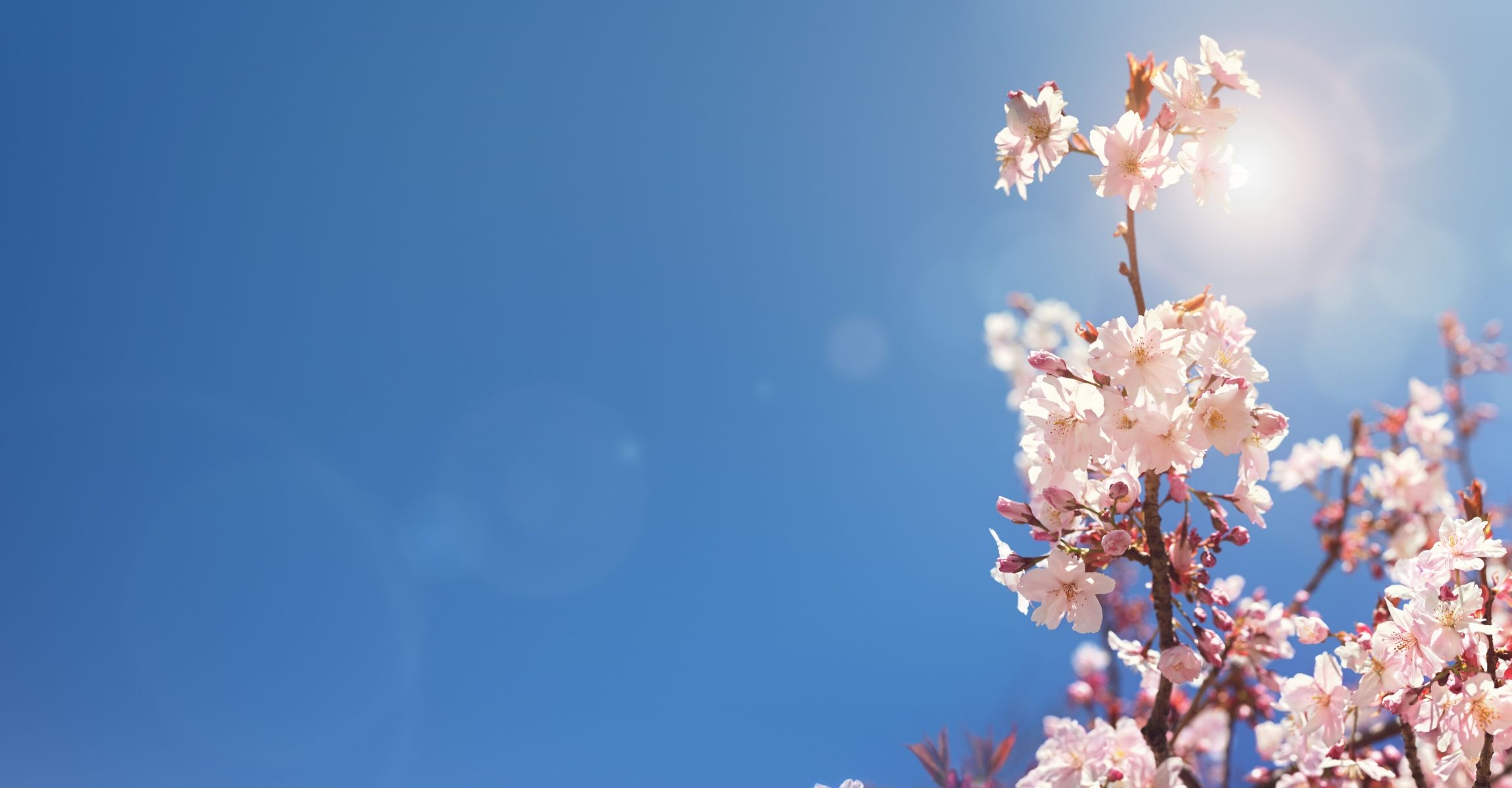 Lower Columbia College Homepage